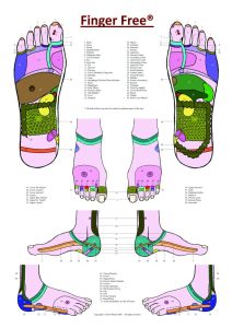 Reflexology Foot Chart - Reflexology